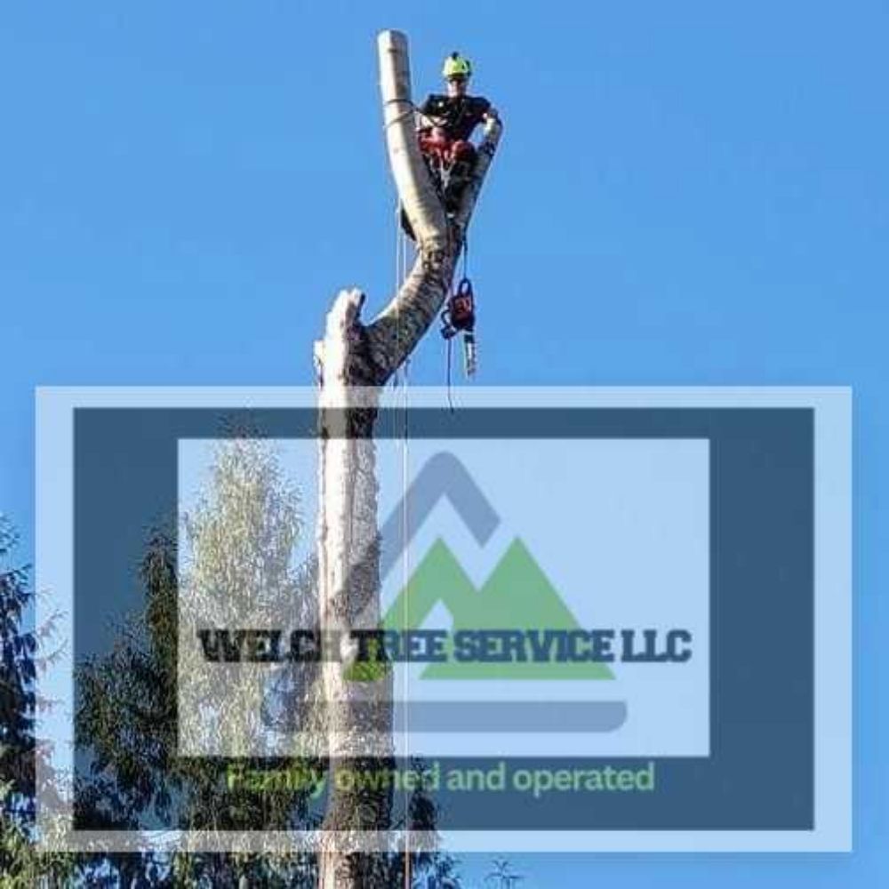 WELCH TREE SERVICE - Updated August 2025 - Request a Quote - 42 Photos ...
