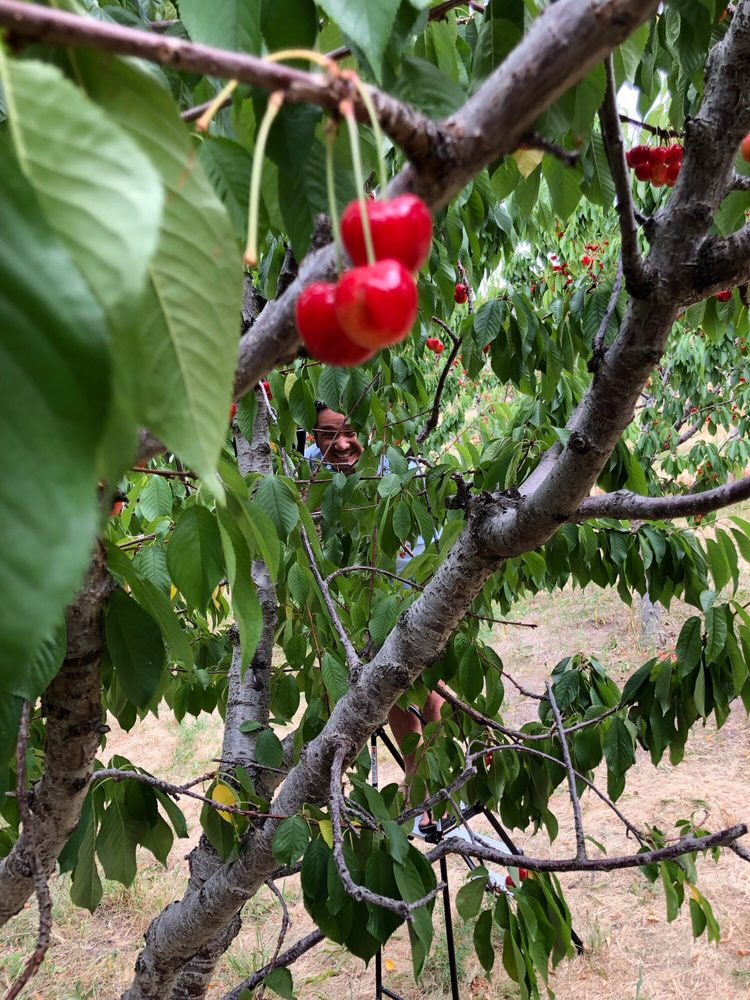 WILLIAMS FRUIT RANCH - Fruits & Veggies - 2455 W South Slope Rd, Emmett ...