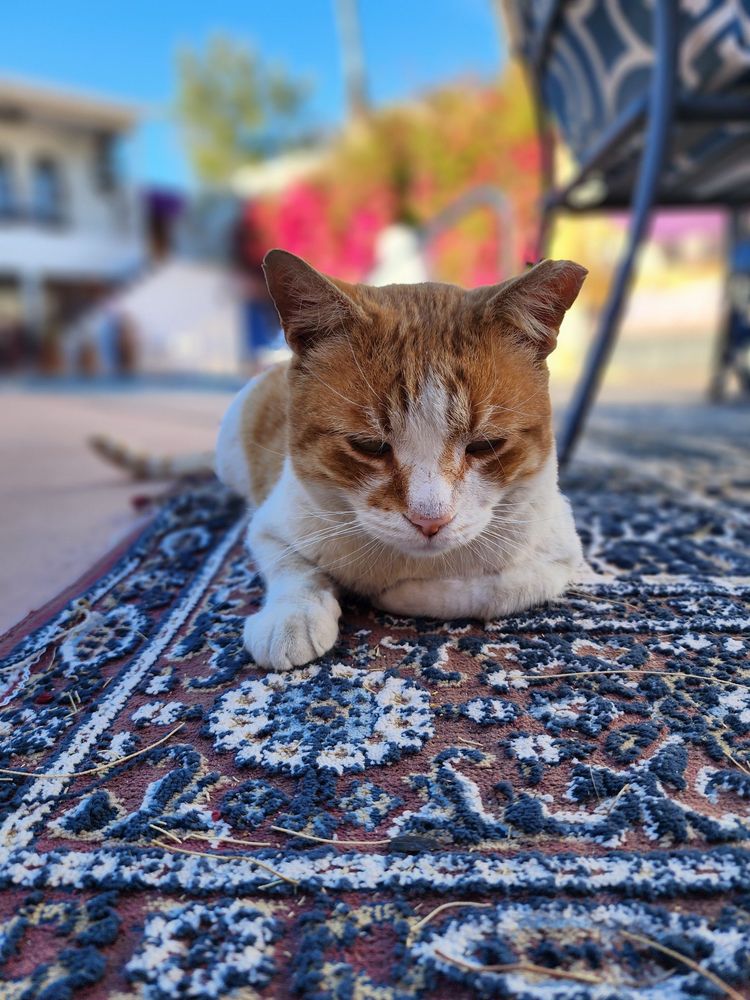 EL MOROCCO INN & SPA - Updated May 2025 - 501 Photos & 312 Reviews ...