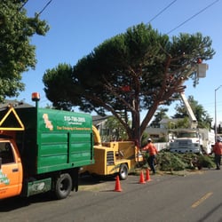 CAL TREE CARE - 58 Photos & 153 Reviews - Tree Services - Hayward, CA ...