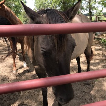 WILD ROSE EQUINE CENTER - Updated October 2025 - 52 Photos & 22 Reviews ...