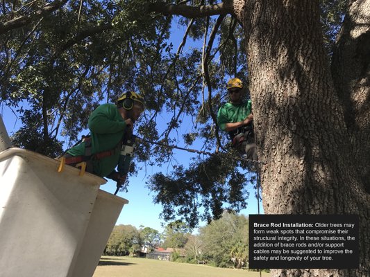 INDEPENDENT TREE SERVICE - Updated December 2025 - 20 Photos & 28 ...