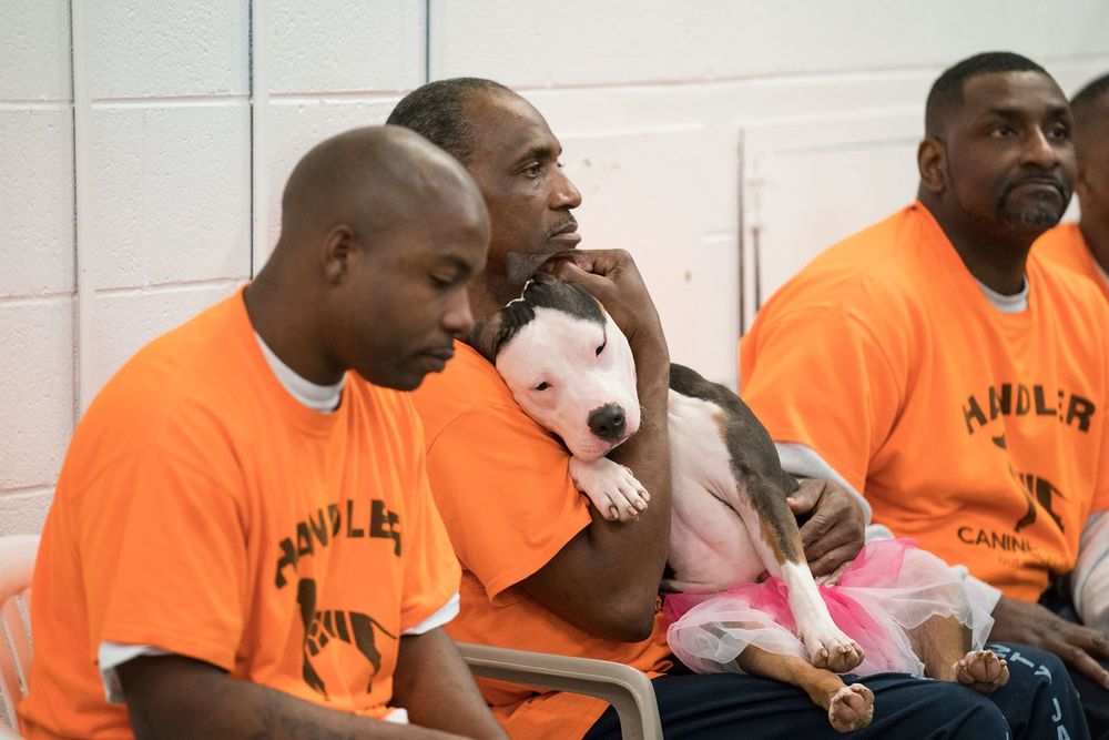 CANINE CELLMATES - Updated December 2025 - Request Information - 981 ...