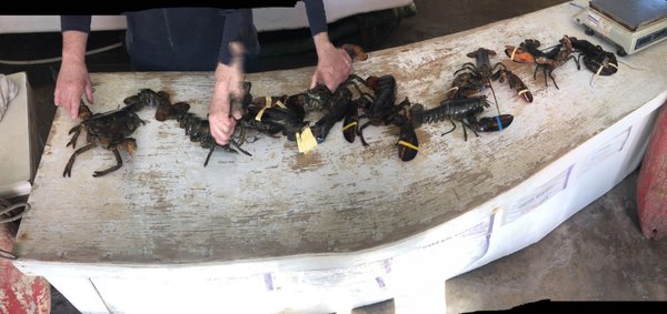 RYER’S LOBSTERS - 57 Photos & 32 Reviews - 8494 Peggys Cove Road ...