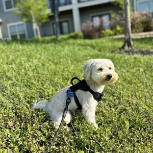 SEASIDE PUPS - Updated December 2025 - 5544 Cynthia Ln, Naples, Florida ...