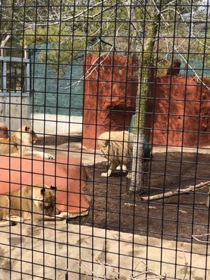 CAPRON PARK ZOO - 153 Photos & 71 Reviews - Zoos - 201 County St ...