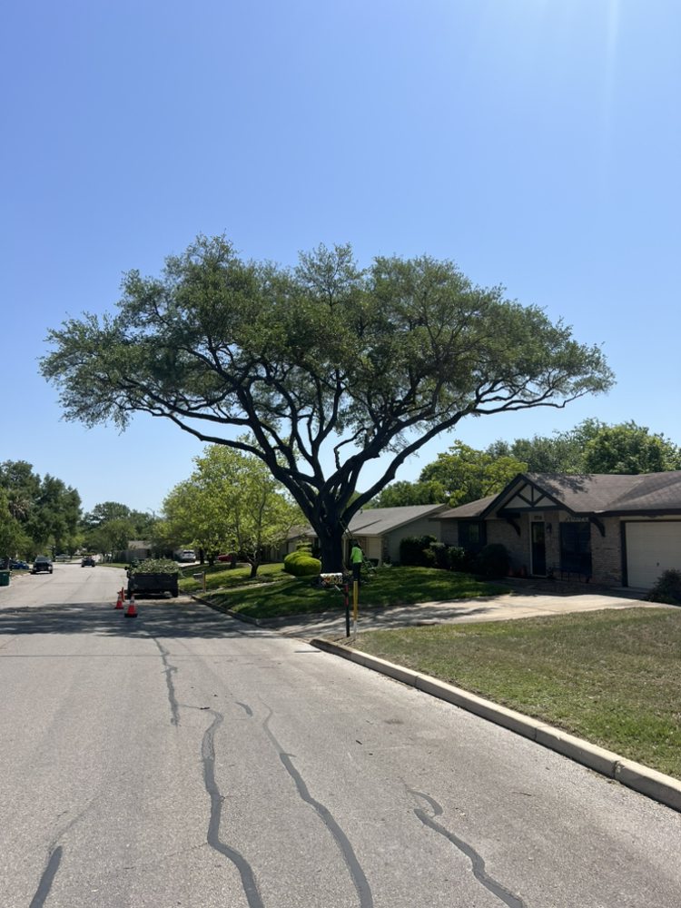 SOUTH TEXAS TREE SERVICE - Updated October 2025 - 22 Photos - San ...