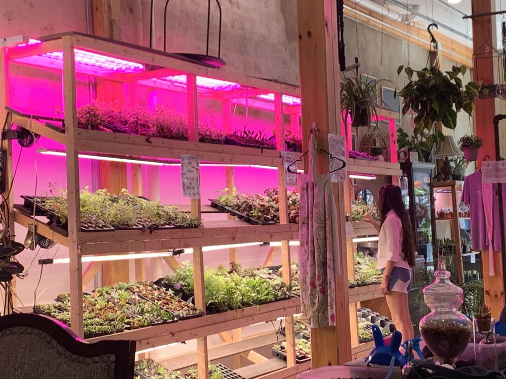 TERRARIUM PLANT STORE - Updated December 2025 - 221 E Main St, Johnson ...