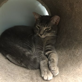 MEOWS CORNER - Updated October 2025 - 47 Photos & 39 Reviews - 21435 ...