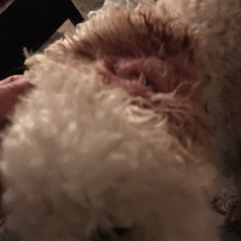 COMPANIONS ANIMAL HOSPITAL - 28 Photos & 43 Reviews - 1798 Merrick Rd ...