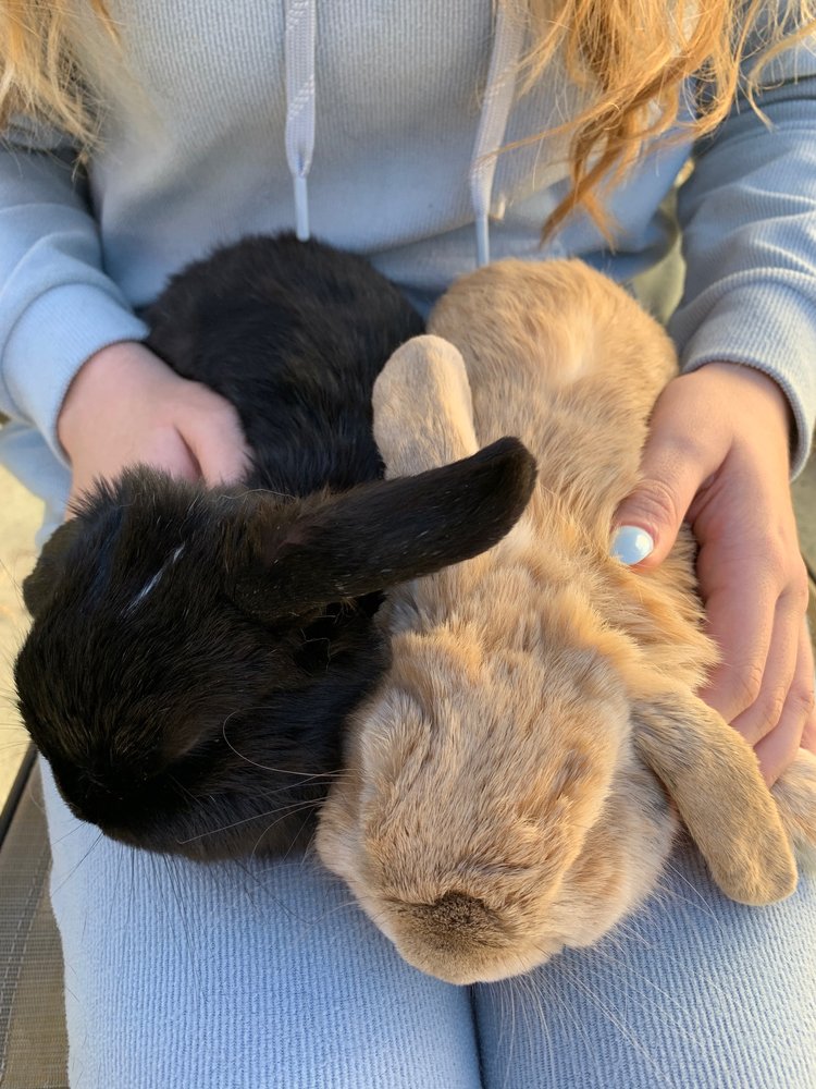 BUNNY WORLD FOUNDATION - 318 Photos & 147 Reviews - 4470 W Sunset Blvd ...