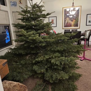 LITTLE BEAR TREE FARM - Updated November 2025 - 46 Photos & 29 Reviews ...