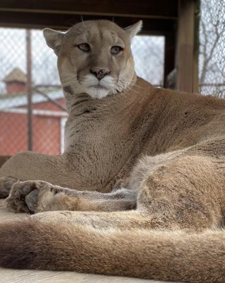 BIG RUN WOLF RANCH - Updated September 2025 - 84 Photos & 35 Reviews ...