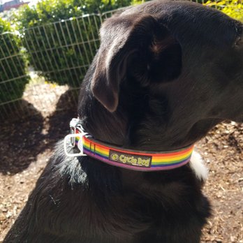 CYCLE DOG - Updated December 2025 - 50 Photos & 32 Reviews - 2056 NW ...