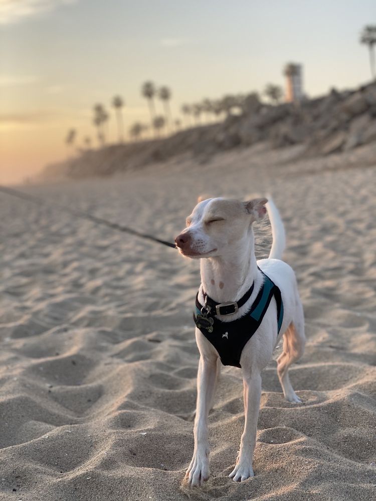 PRICELESS PET RESCUE - COSTA MESA - Updated May 2024 - 56 Photos & 50 ...