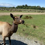 OLYMPIC GAME FARM - 689 Photos & 343 Reviews - 1423 Ward Rd, Sequim, WA ...