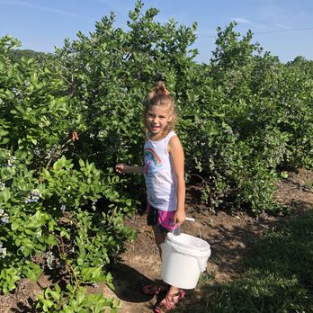 BRYANT BLUEBERRY FARM - Updated July 2025 - 38 Photos - 6900 Oak Park ...