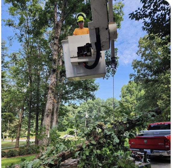 WOLFPACK TREE SERVICE - Updated August 2025 - Request a Quote - Valdese, North Carolina - Tree ...