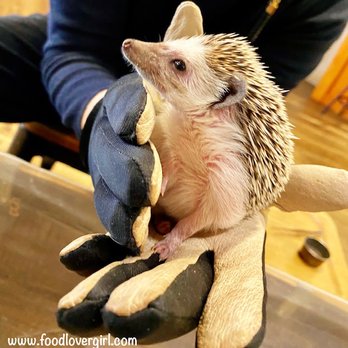 HEDGEHOG CAFE HARRY HARAJUKU - Updated October 2025 - 501 Photos & 80 ...