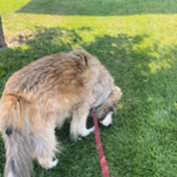 PAWSITIVELY POOCHED - Updated January 2026 - 41 Photos & 18 Reviews ...