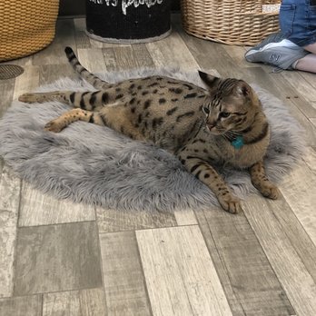 MEOWS CORNER - Updated October 2025 - 47 Photos & 39 Reviews - 21435 ...