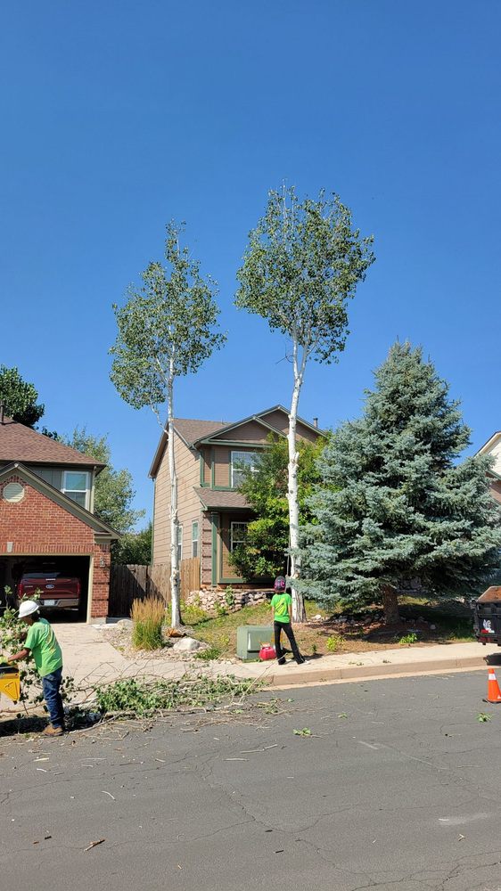 MACK’S TREE CARE - Updated January 2026 - 22 Photos - Colorado Springs ...