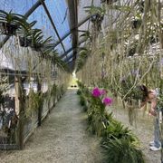 RF ORCHIDS - 596 Photos & 58 Reviews - Nurseries & Gardening - 28100 SW ...