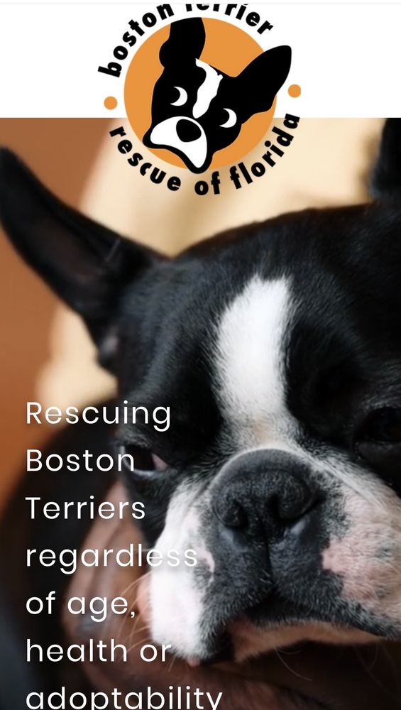 BOSTON TERRIER RESCUE OF FLORIDA - Updated January 2026 - 27 Photos ...