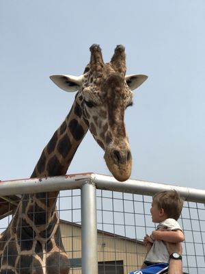 BOULDER RIDGE WILD ANIMAL PARK - 127 Photos & 38 Reviews - Zoos - 8313 ...