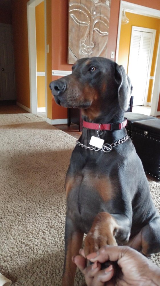 STEPHANIE S PET GROOMING Updated May 2024 19 Reviews 15800 stephanie-s-pet-grooming-updated-may-2024-19-reviews-15800