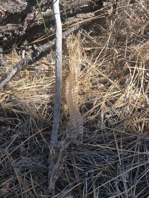 JOHNSONDALE BRIDGE RIVER TRAIL - 22 Photos - Hiking - 26 Kern River Hwy ...