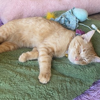 PHX CAT CAFE - Updated December 2024 - 489 Photos & 144 Reviews - 147 E ...