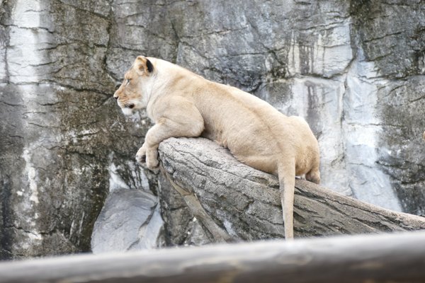 CAMERON PARK ZOO - 646 Photos & 255 Reviews - 1701 N 4th St, Waco ...