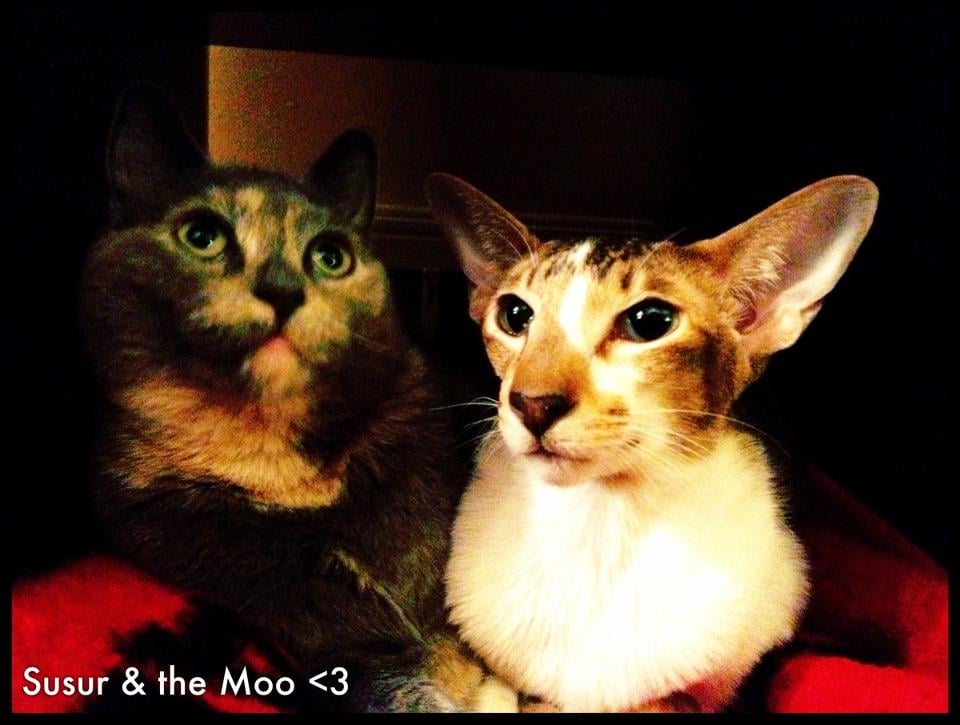 HUMANE INDIANA - Updated October 2025 - 14 Photos & 19 Reviews - 421 ...