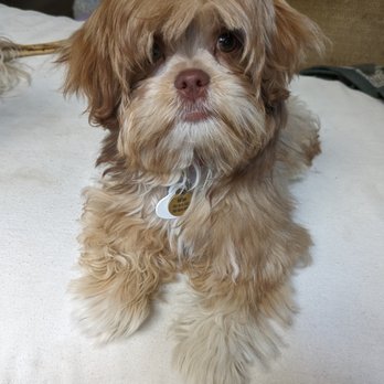 PETSMART - Updated May 2025 - 59 Photos & 135 Reviews - 575 Rohnert ...