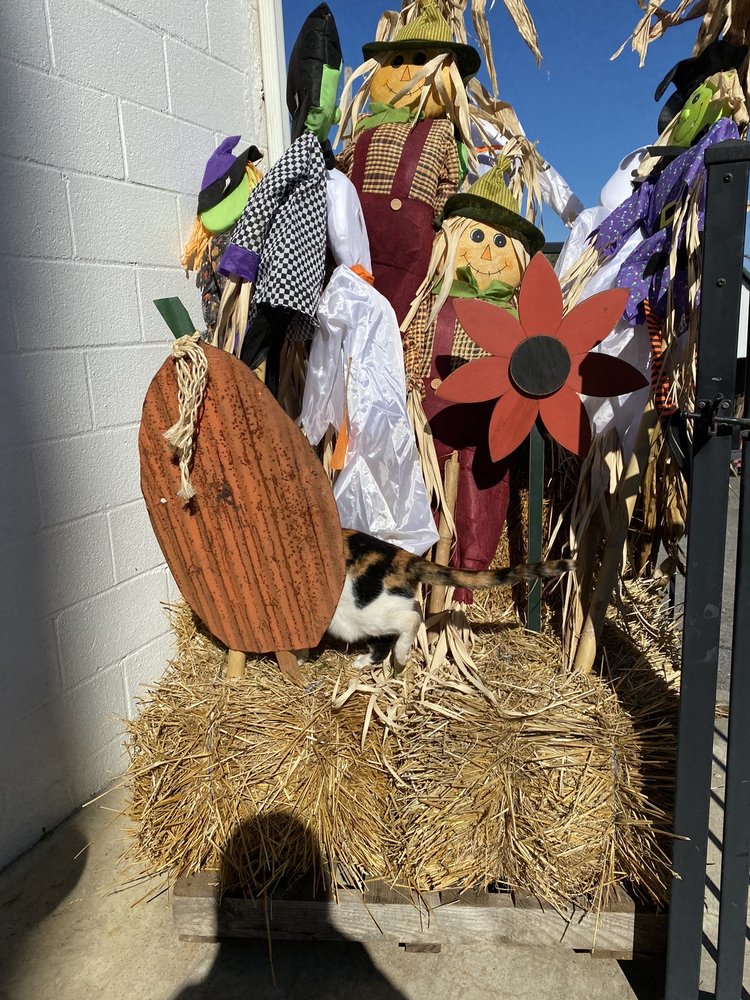 JUMBO’S PUMPKIN PATCH - Updated October 2025 - 57 Photos & 32 Reviews ...