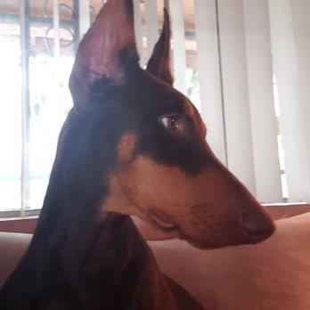 AVOCADO ANIMAL HOSPITAL OF FALLBROOK - Updated June 2025 - 35 Photos ...