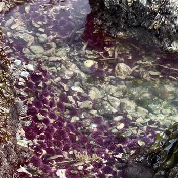 YAQUINA HEAD OUTSTANDING NATURAL AREA - Updated December 2025 - 203 ...