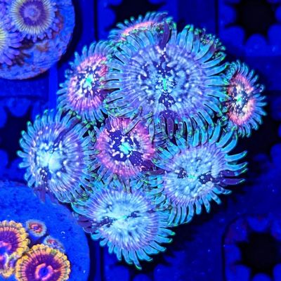 DEEP BLUE AQUARIUM - Updated December 2025 - 162 Photos & 46 Reviews ...