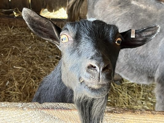 ANDERSON & GIRLS ORCHARDS - Updated July 2024 - 58 Photos & 16 Reviews ...