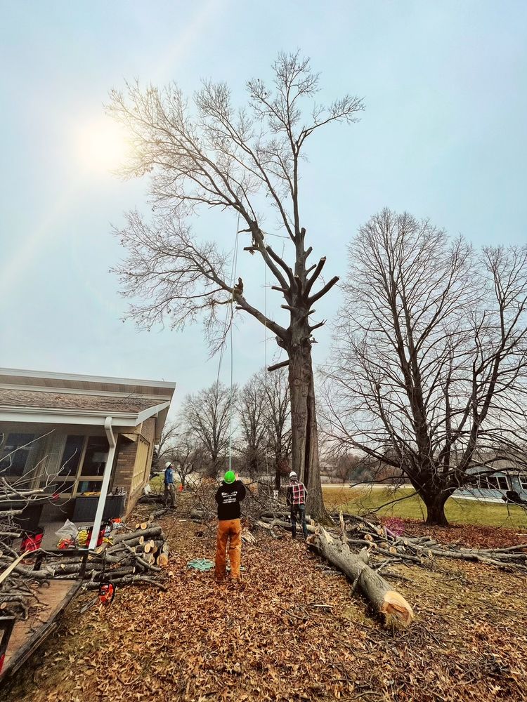 B & C TREE SERVICE - Updated June 2025 - 31 Photos - Delavan, Illinois - Tree Services - Phone ...