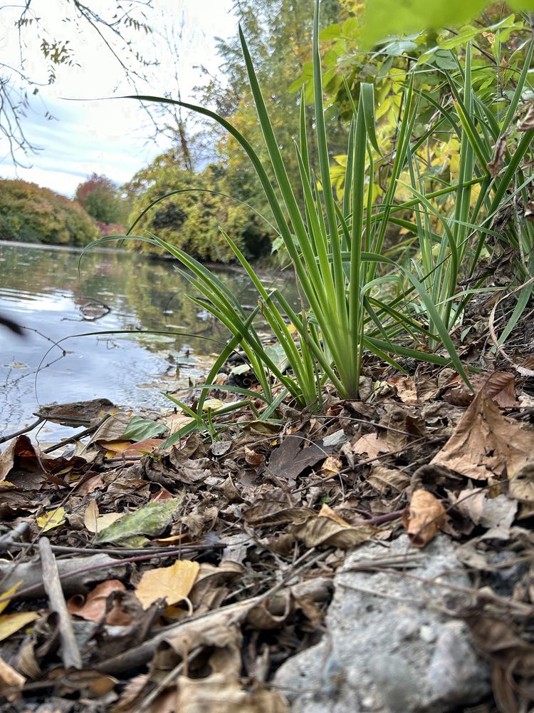 SHERMAN PARK - Updated December 2025 - 16 Photos - 1301 W 52nd St ...