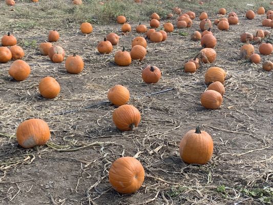 STYER ORCHARD - Updated September 2024 - 81 Photos & 56 Reviews - 97 ...