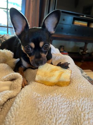 FUZZY FRIENDS RESCUE - Updated December 2025 - 17 Photos & 31 Reviews ...