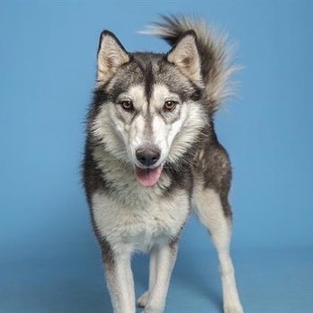 ARIZONA HUMANE SOCIETY - SOUTH MOUNTAIN CAMPUS - Updated September 2024 ...