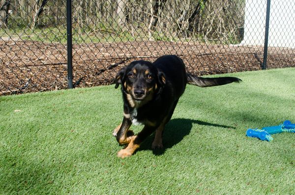 BRANDYWINE VALLEY SPCA - 14 Photos - 1757 Horsepond Rd, Dover, Delaware ...