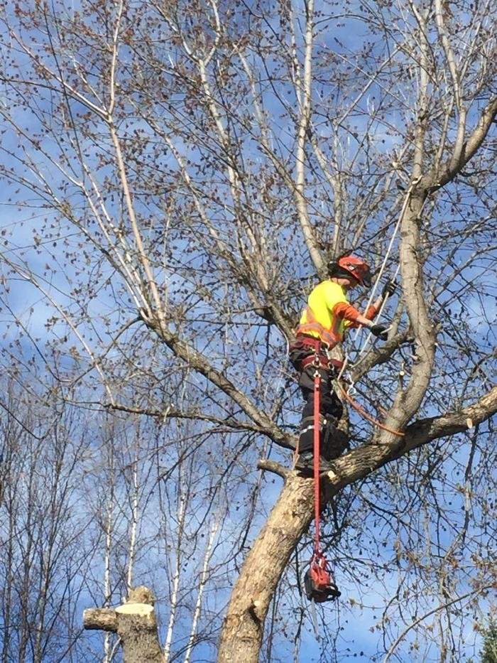 BBC TREE WORX - Updated September 2025 - Prince George, British ...