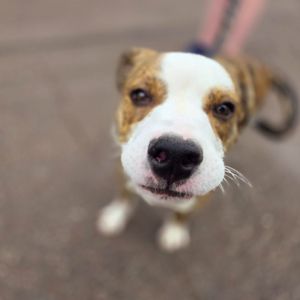 JACK’S DOG FARM - Updated October 2025 - 35 Photos & 37 Reviews - 6370 ...