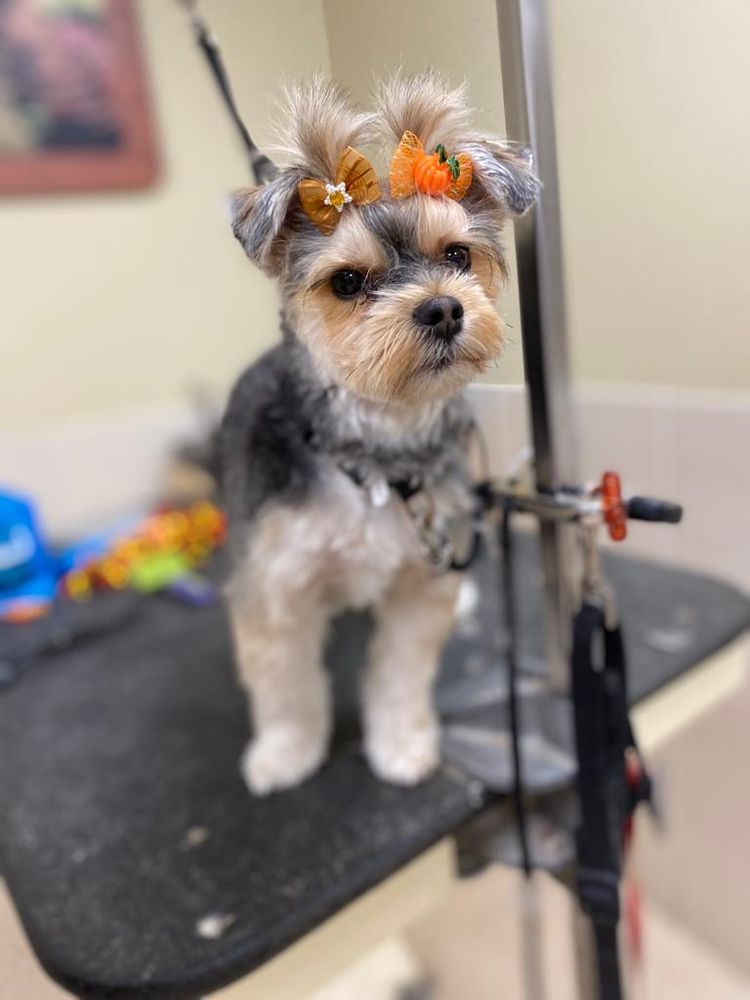 RED ROVER DOG GROOMING - Updated August 2025 - 15 Photos - Concho ...