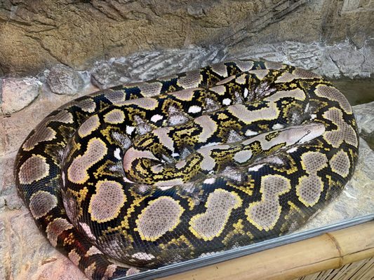 PREHISTORIC PETS - 368 Photos & 282 Reviews - 18822 Brookhurst St ...